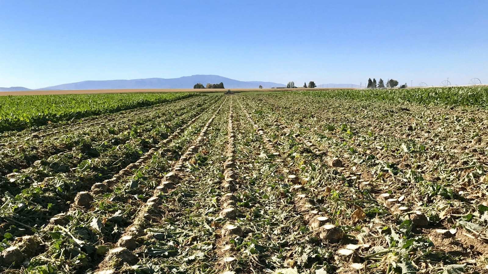 Early Harvest Begins for Amalgamated Sugar – Amalgamated Sugar