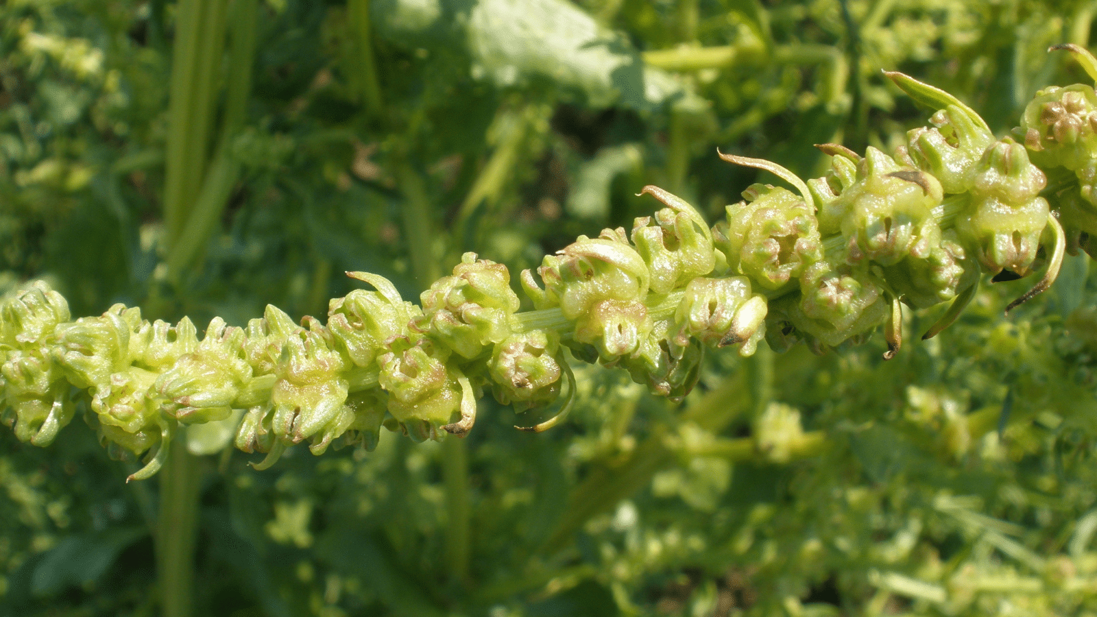 ASC FAQ: Where does sugarbeet seed come from? – Amalgamated Sugar